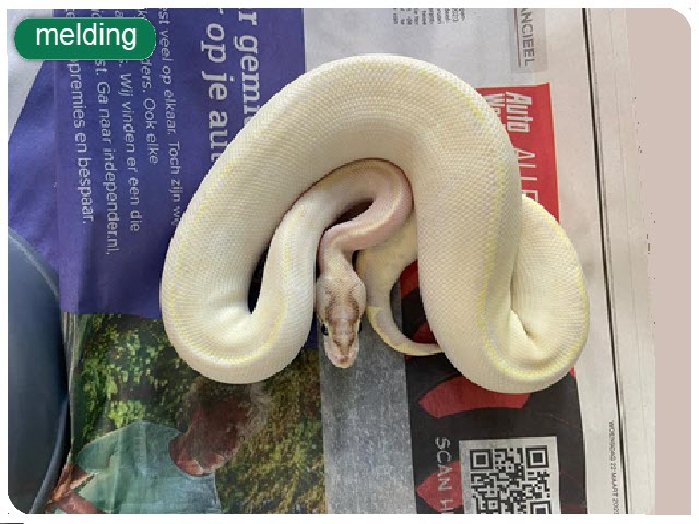 Witte koningspython ontdekt in kringloopwinkel - 112Vandaag